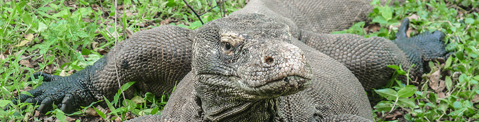 Komodo Dragons in Indonesia - The Great Global Bucket List